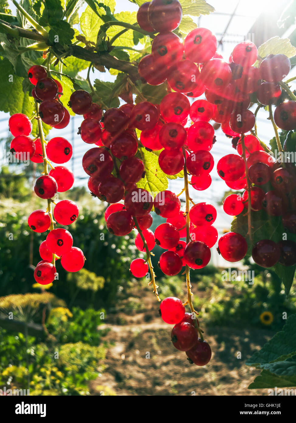 Juicy red currants in the garden. Fruit picking. Healthy food. Sun rays ...