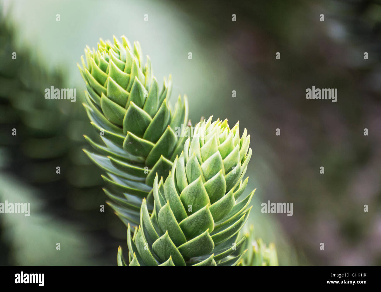 Detail photo of interesting green plant. Natural scene. Beauty in ...