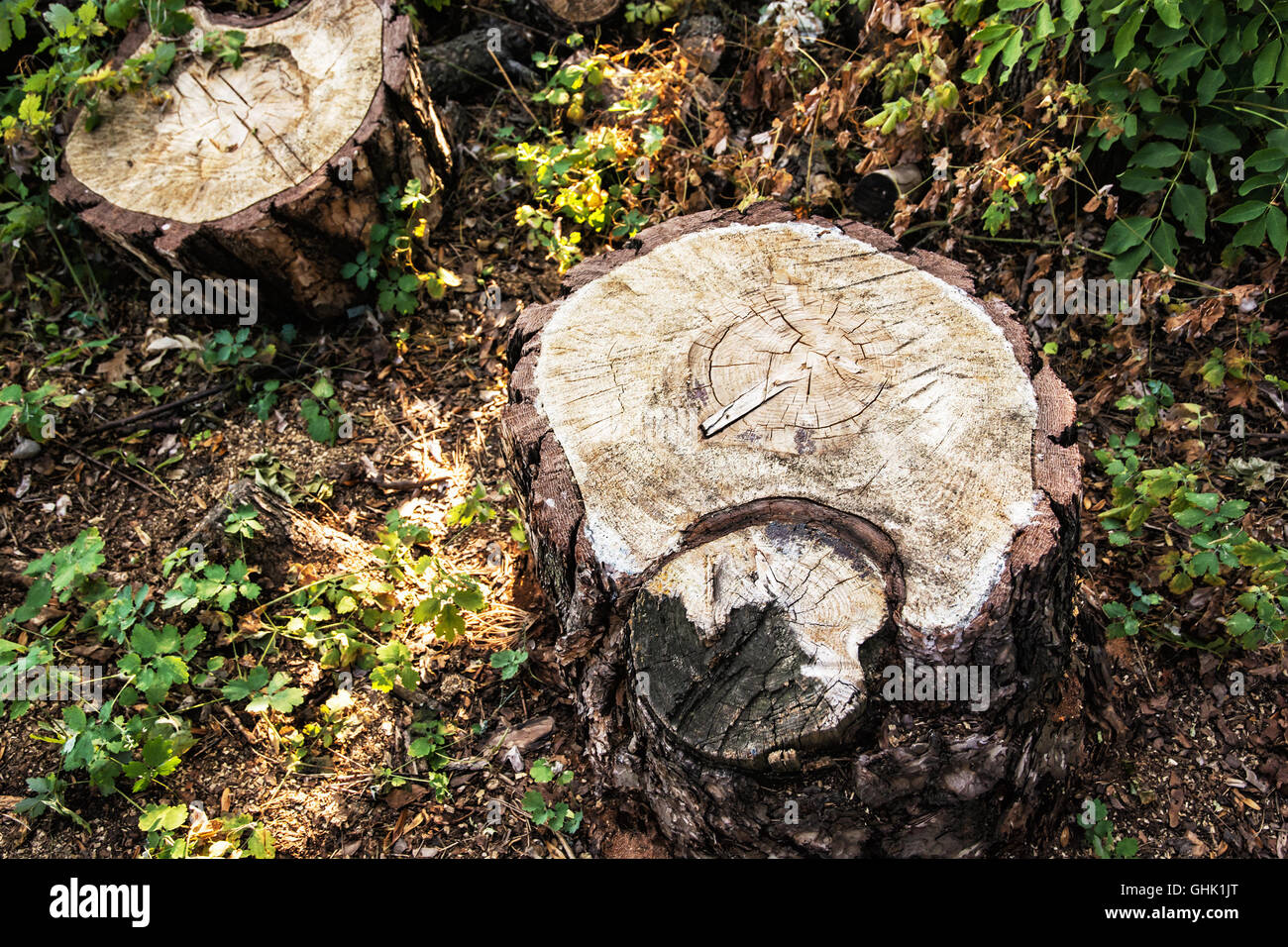 Detail of tree stumps. Deforestation problem. Environmental theme ...