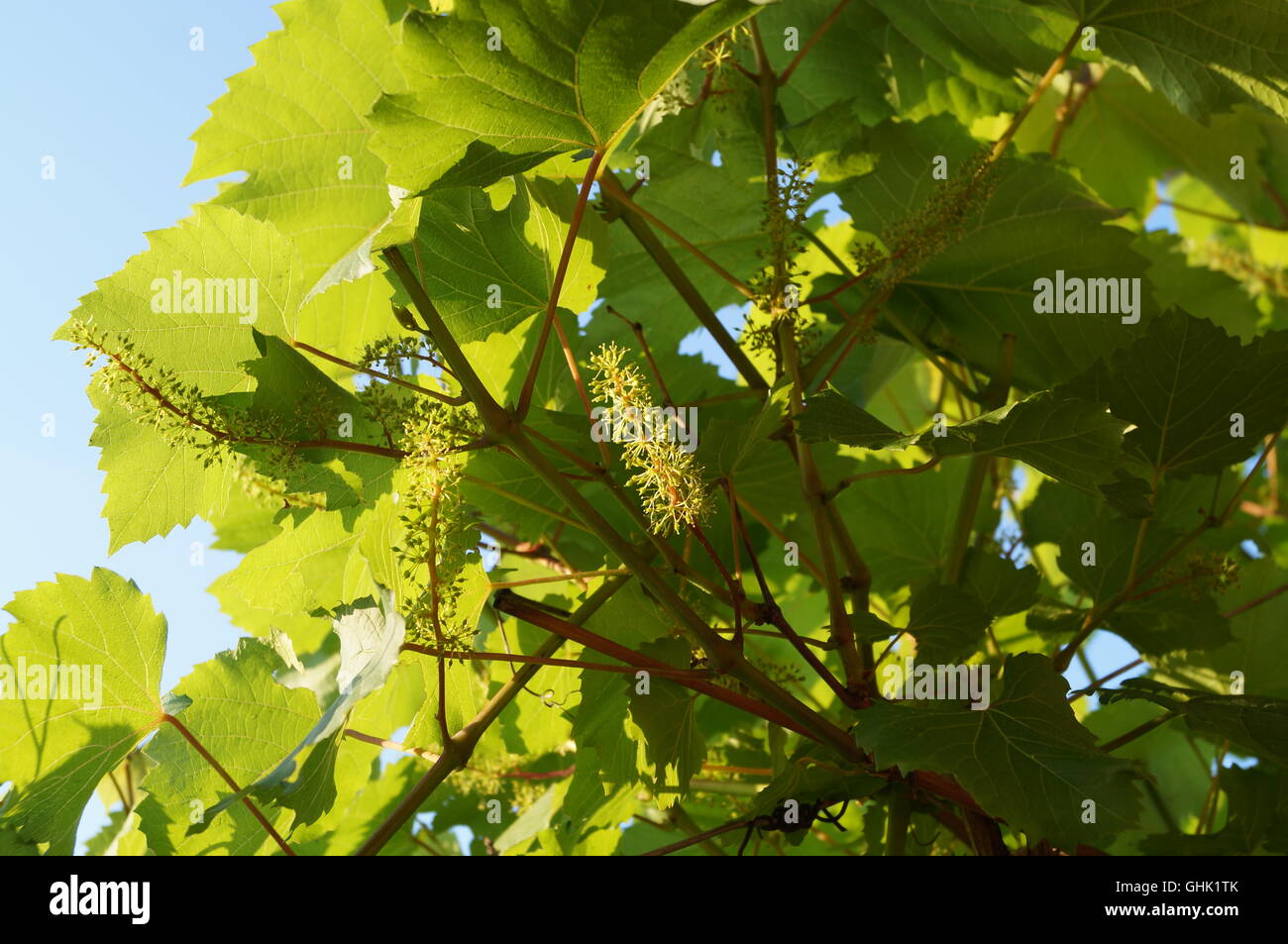 Grape vine in blossom hi-res stock photography and images - Alamy