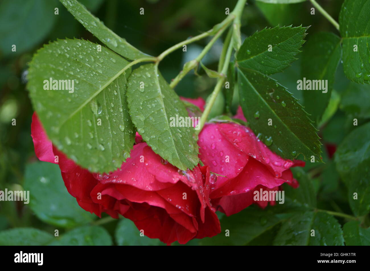 Red rose flowers in the garden Stock Photo - Alamy