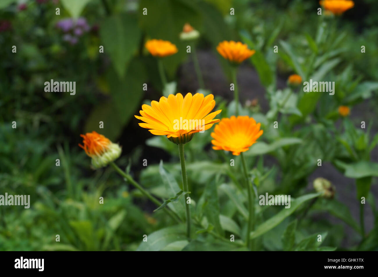Calendula flower hi-res stock photography and images - Alamy