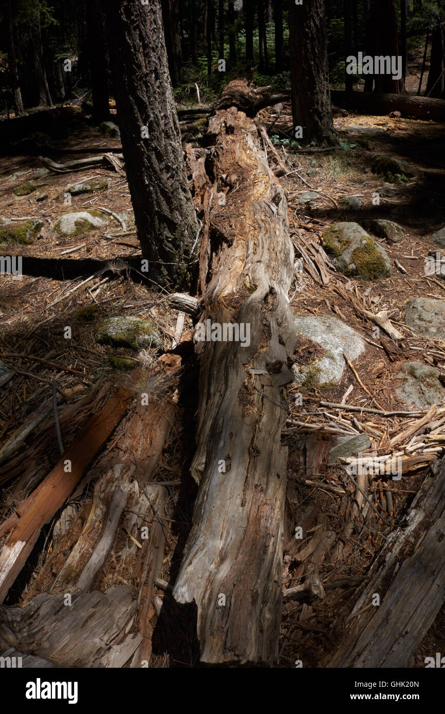 Rotting tree log hi-res stock photography and images - Alamy