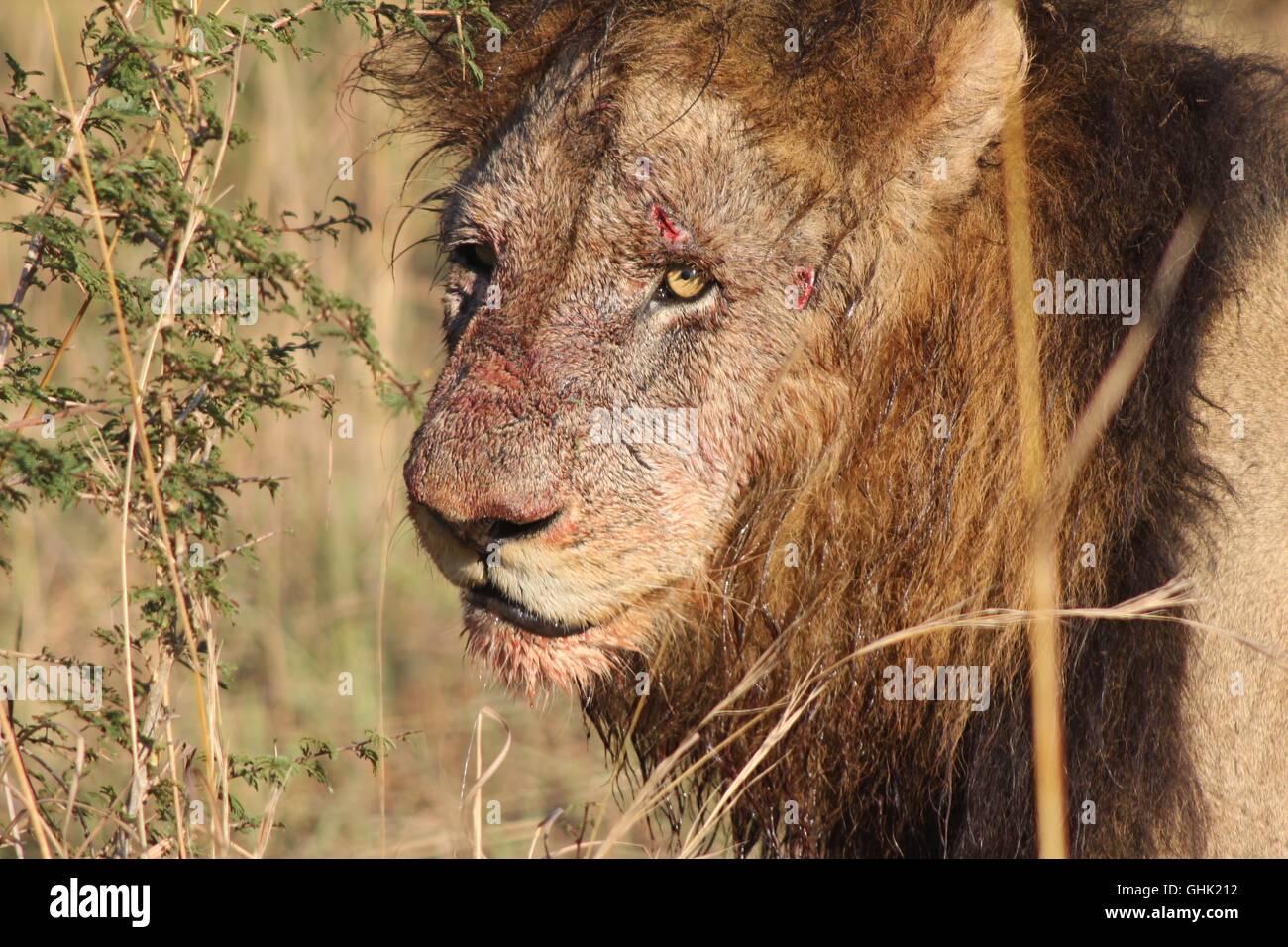 African Lion after the kill Stock Photo - Alamy