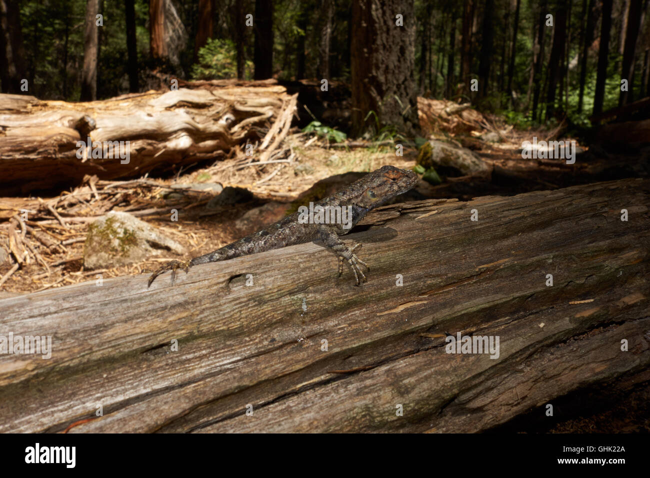 Lizard on log in forest. California. USA Stock Photo - Alamy