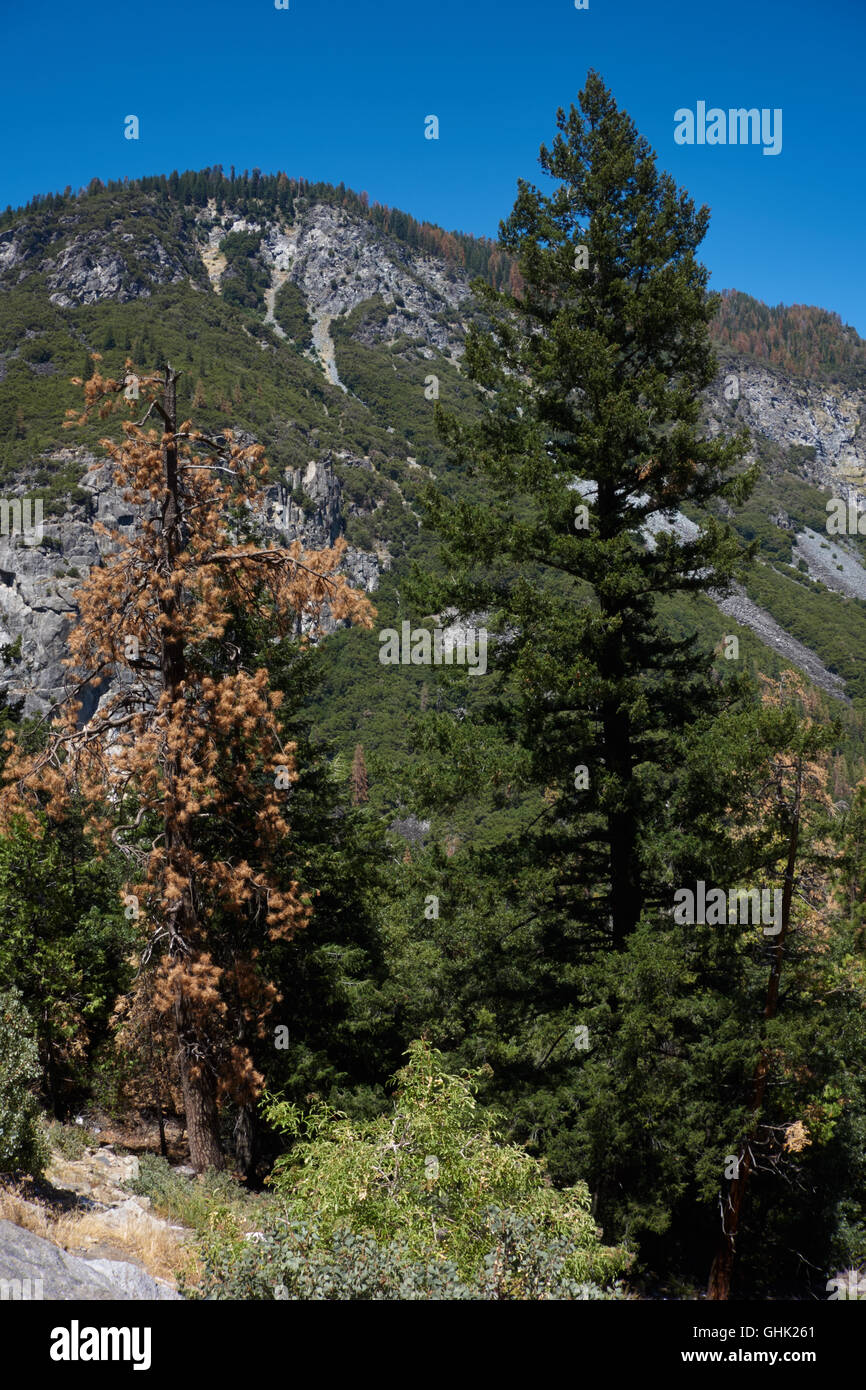 Mountains and pine trees. Yosemite National Park. California. USA Stock ...