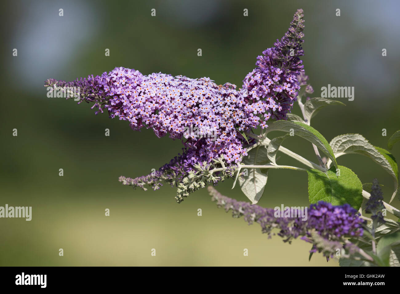 Buddleia butterfly uk hi-res stock photography and images - Alamy