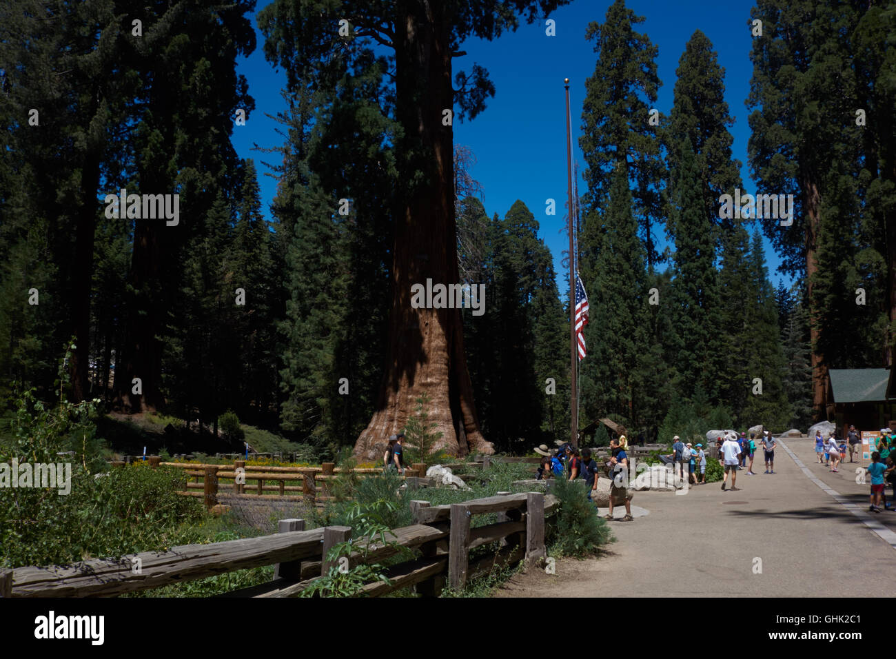 Sequioa trees in Sequoia National Park. California. USA Stock Photo - Alamy