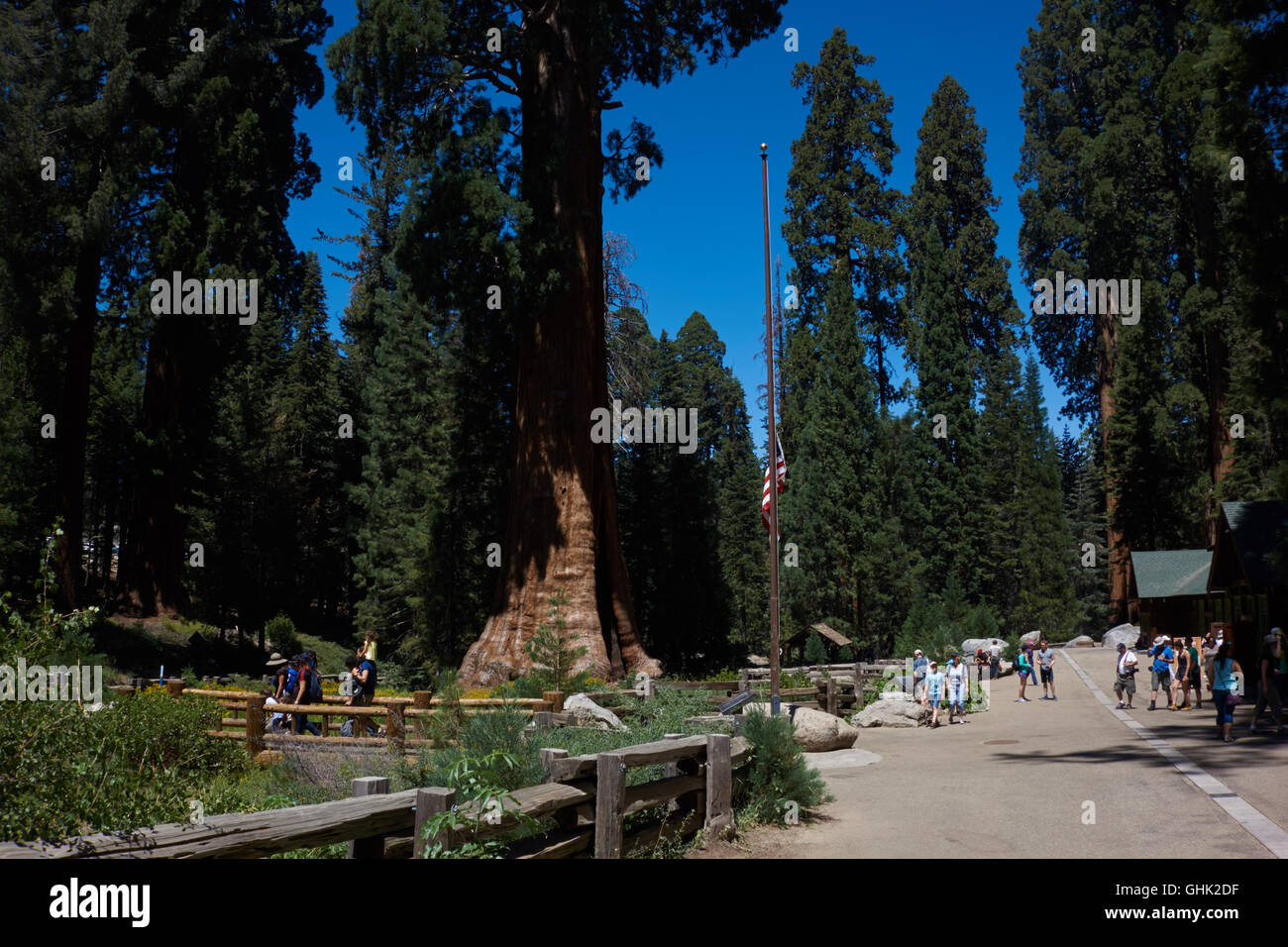 Sequioa tree hi-res stock photography and images - Alamy