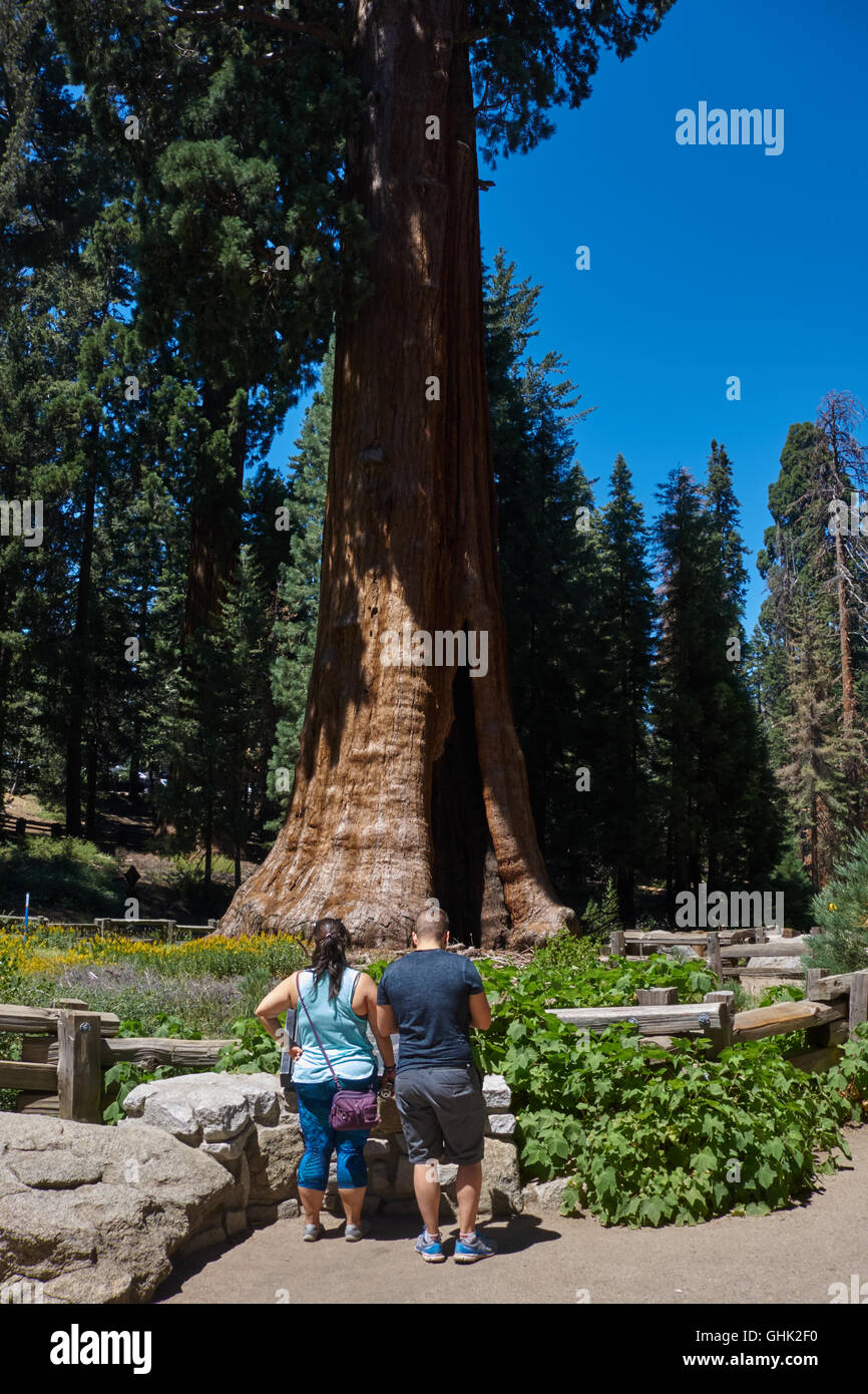 Sequioa trees in Sequoia National Park. California. USA Stock Photo - Alamy