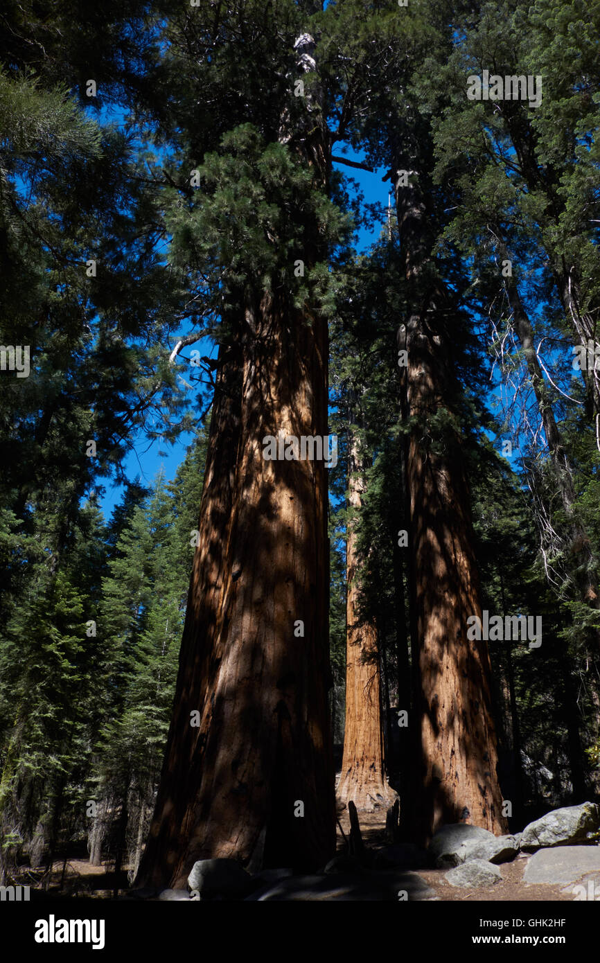 Sequioa trees in Sequoia National Park. California. USA Stock Photo - Alamy