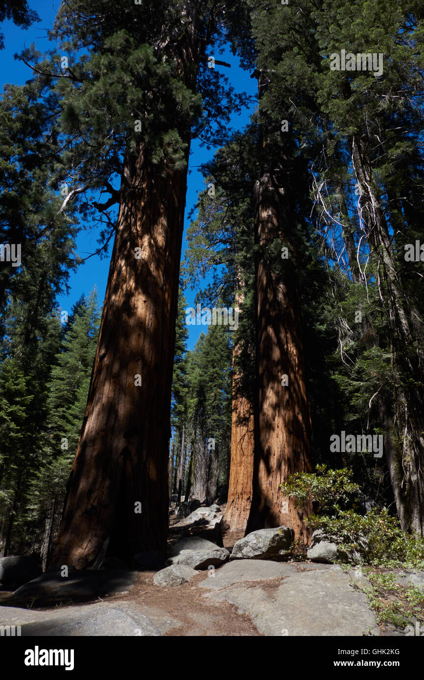 Sequioa trees in Sequoia National Park. California. USA Stock Photo - Alamy