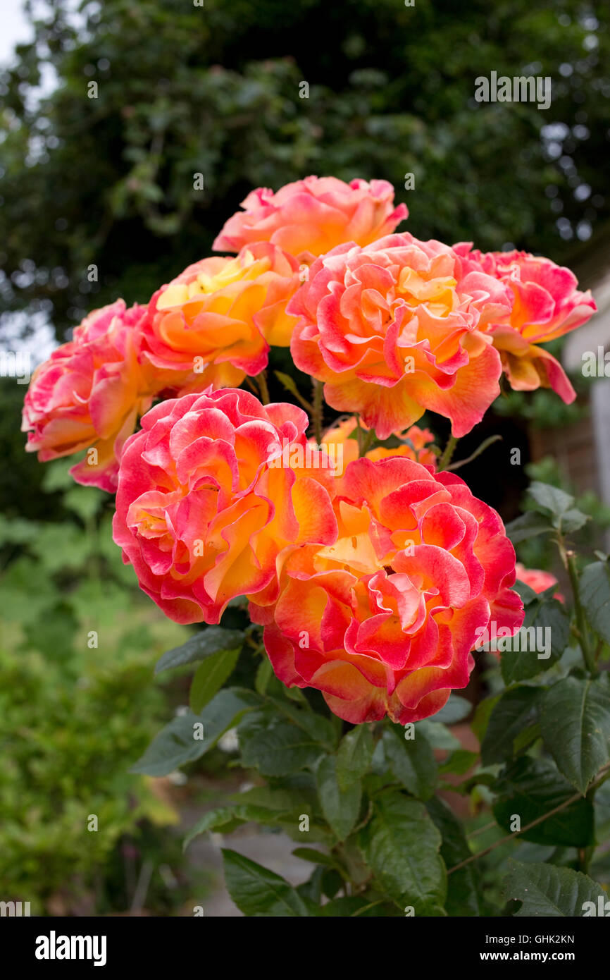 Blooms flowers hi-res stock photography and images - Alamy