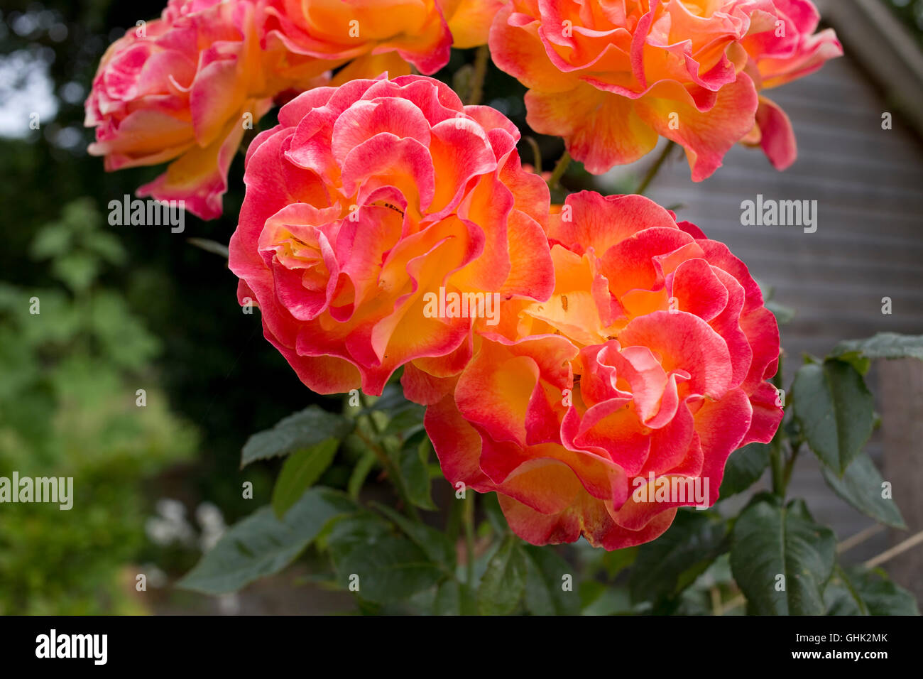 Fragrant orange rose flowers Cotswolds UK Stock Photo - Alamy