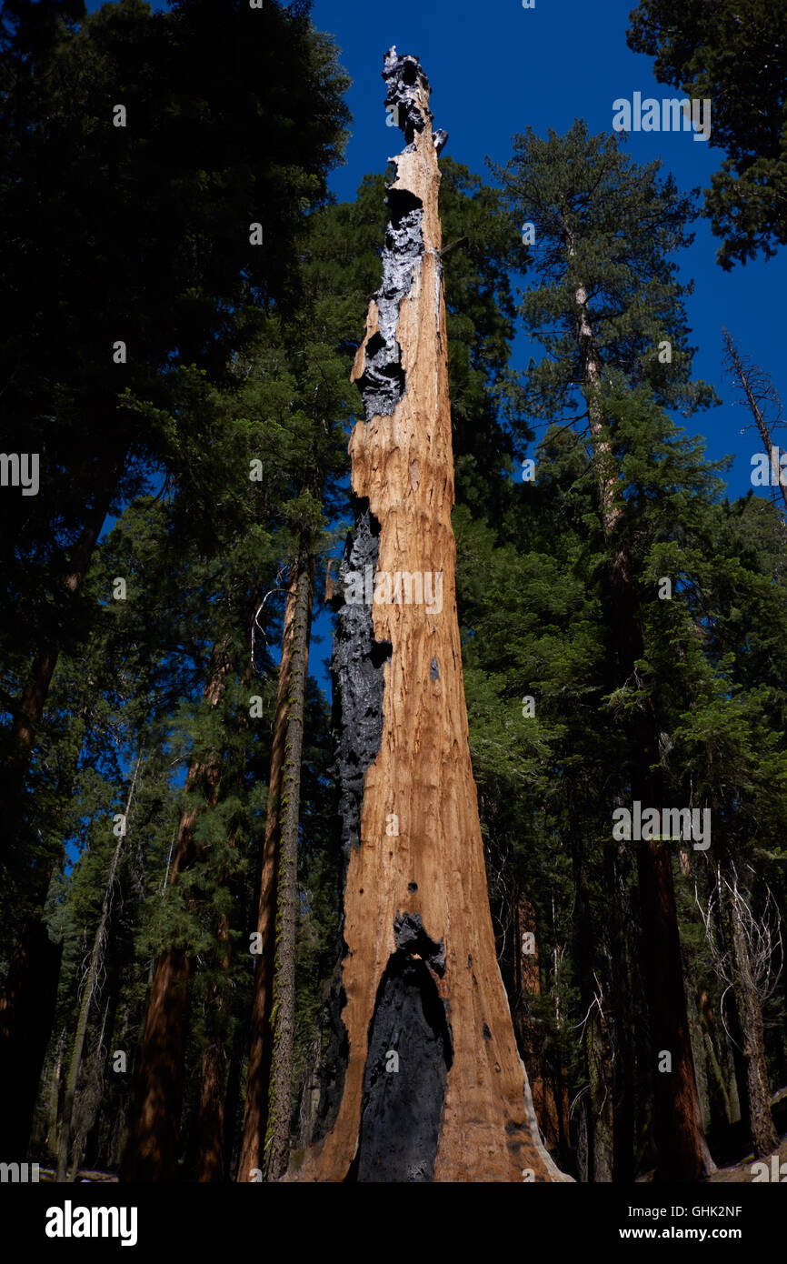 Sequioa trees in Sequoia National Park. California. USA Stock Photo - Alamy