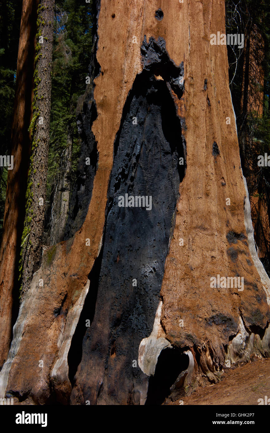 Sequioa trees in Sequoia National Park. California. USA Stock Photo - Alamy
