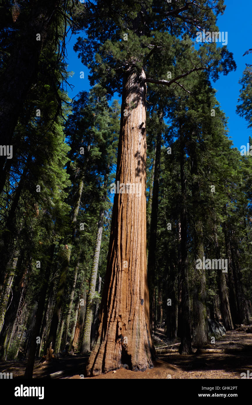 Sequioa trees in Sequoia National Park. California. USA Stock Photo - Alamy