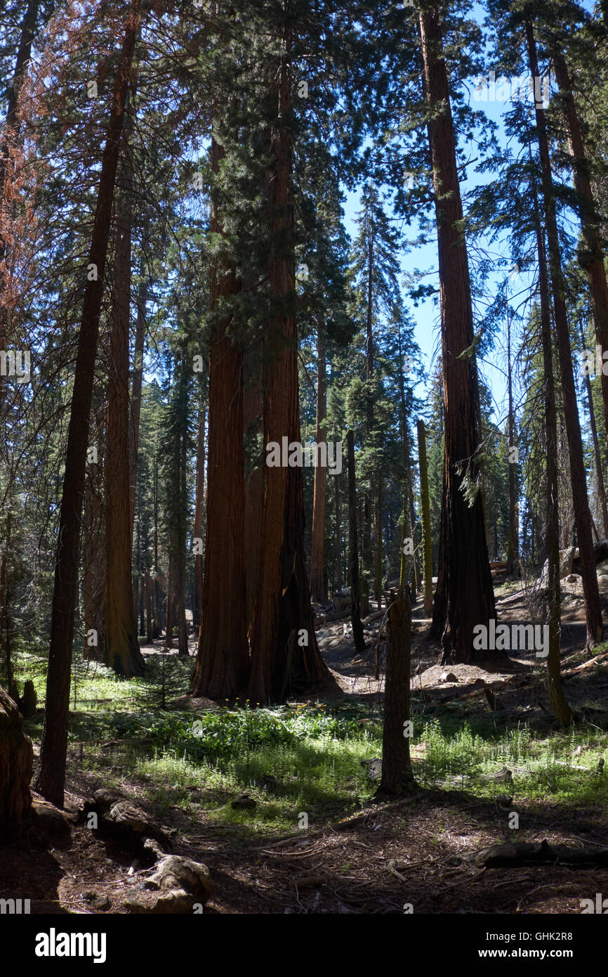 Sequoia Trees. Sequoia National Park. California. USA Stock Photo - Alamy