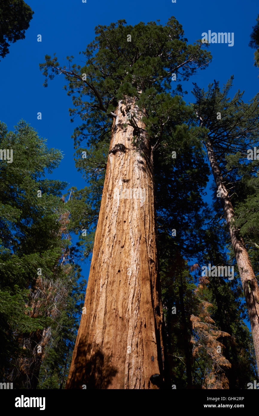 Sequioa trees in Sequoia National Park. California. USA Stock Photo - Alamy