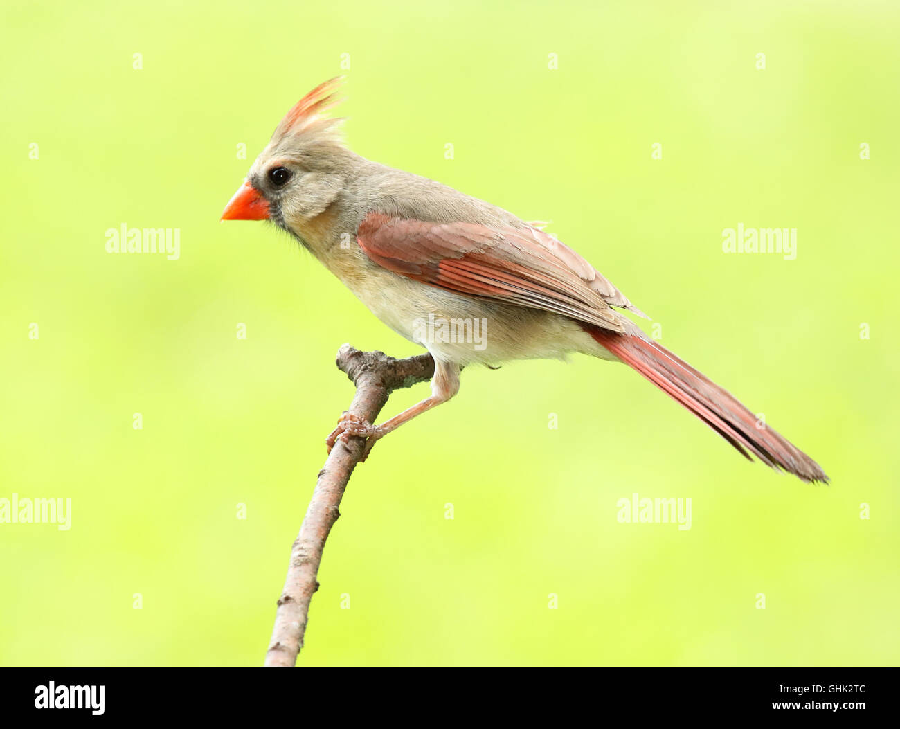 Female northern cardinal hi-res stock photography and images - Alamy