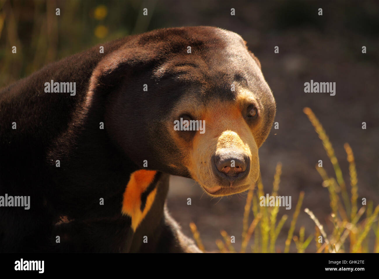 RF? A Sun Bear leaning in Stock Photo - Alamy