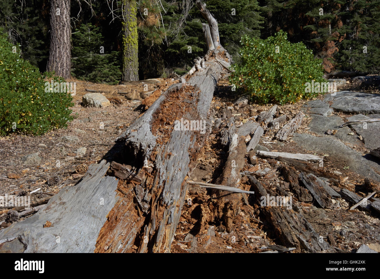 Rotting tree trunk hi-res stock photography and images - Alamy