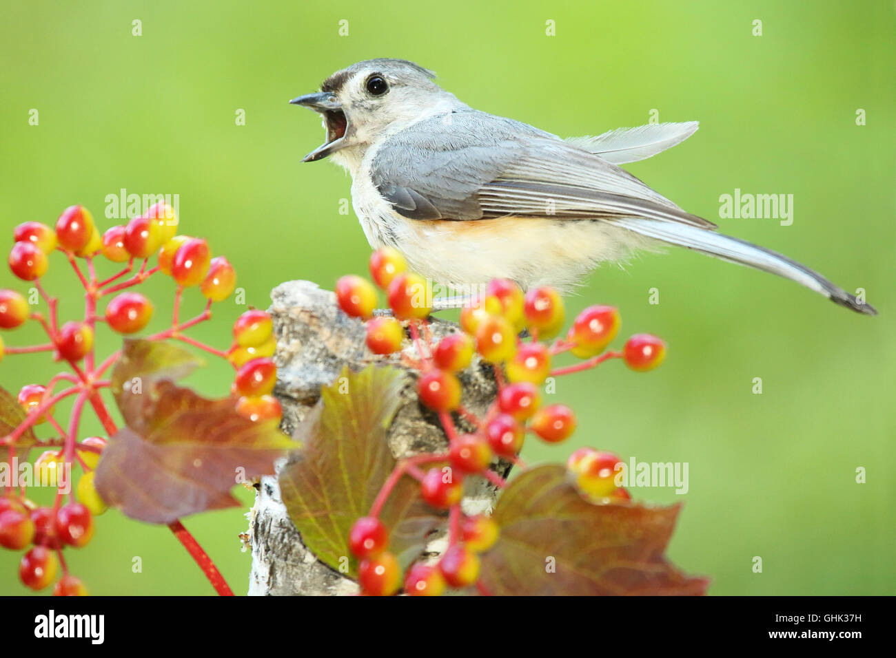 Eating titmouse hi-res stock photography and images - Alamy
