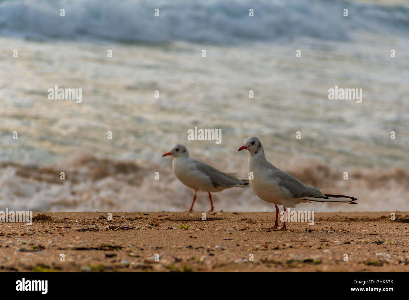 Seagulls sandy coastal beach sunset hi-res stock photography and images ...