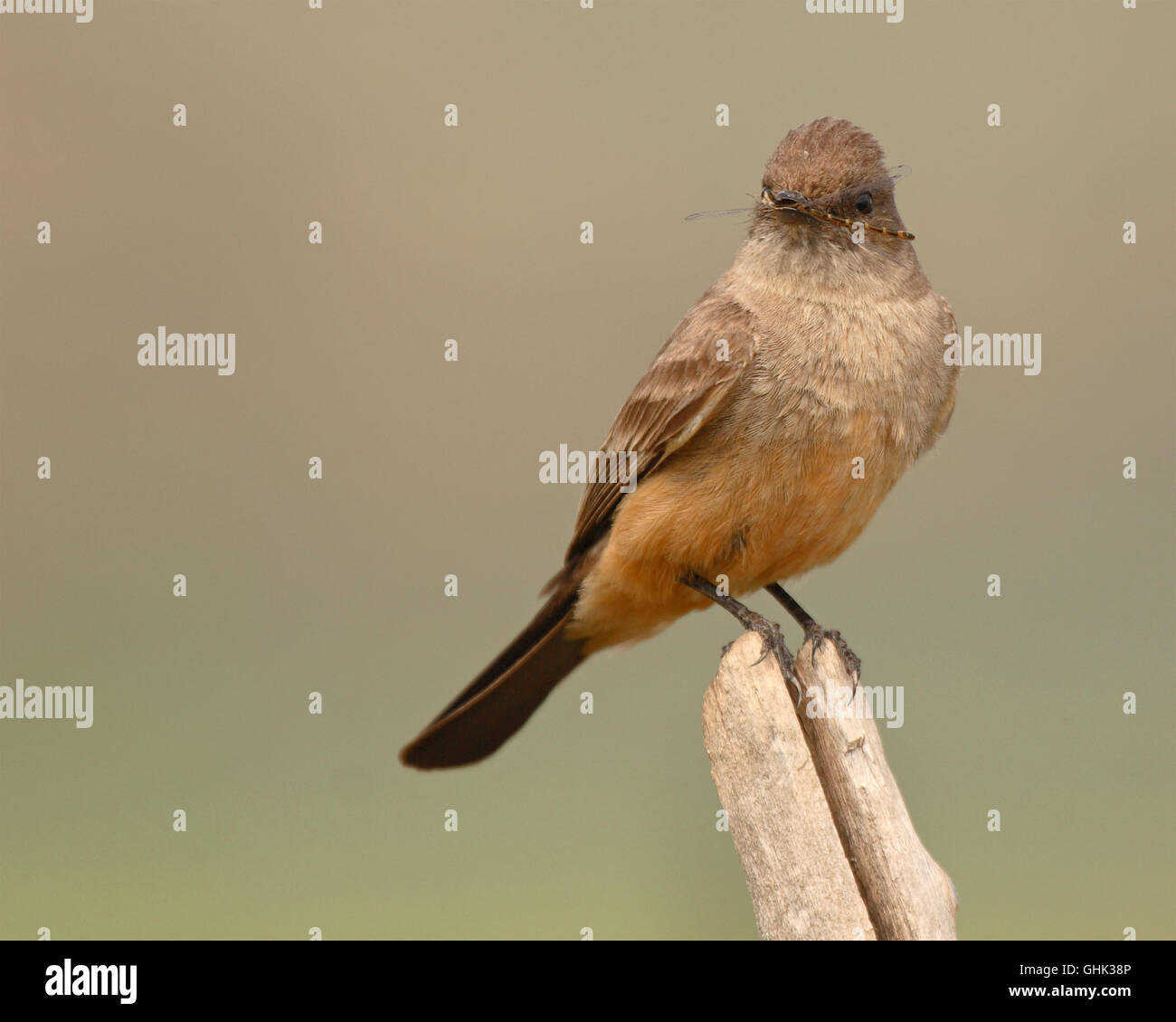 A Say's Phoebe perched with a freshly caught dragonfly Stock Photo - Alamy
