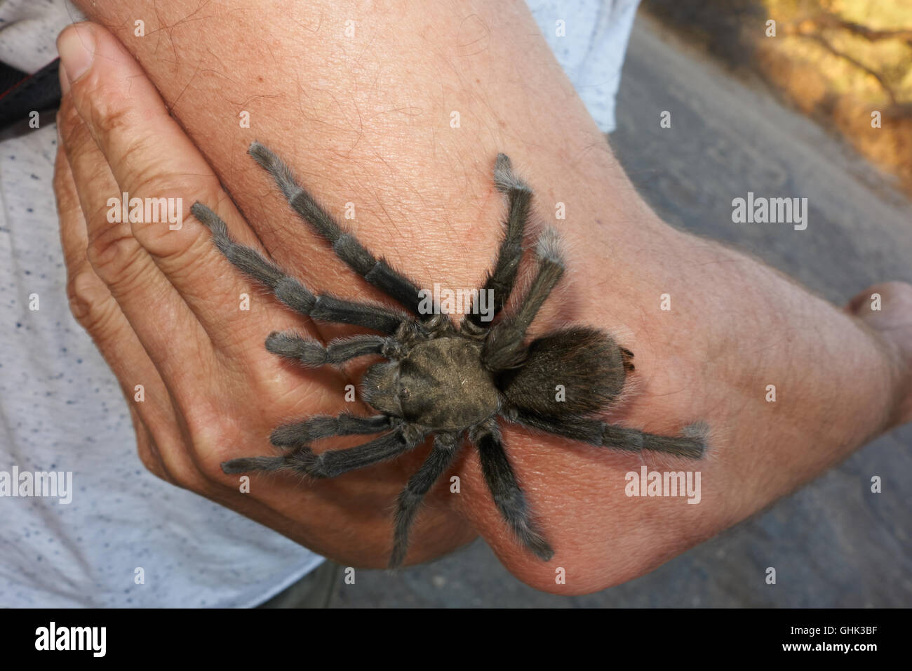 Wild tarantula on arm. California. USA Stock Photo - Alamy