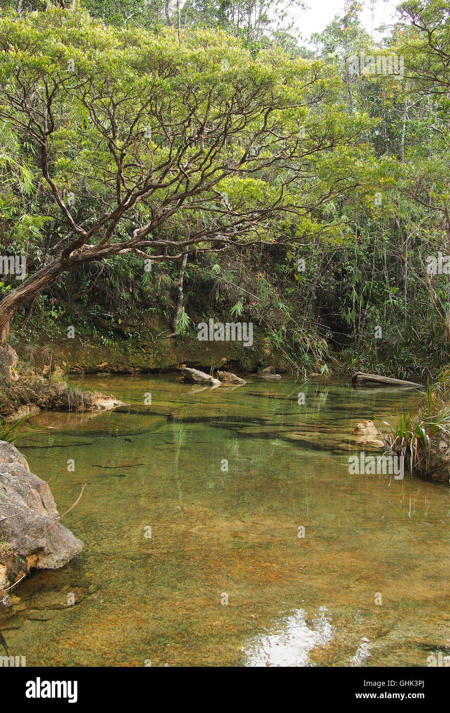 rainforest jungle trail Stock Photo - Alamy