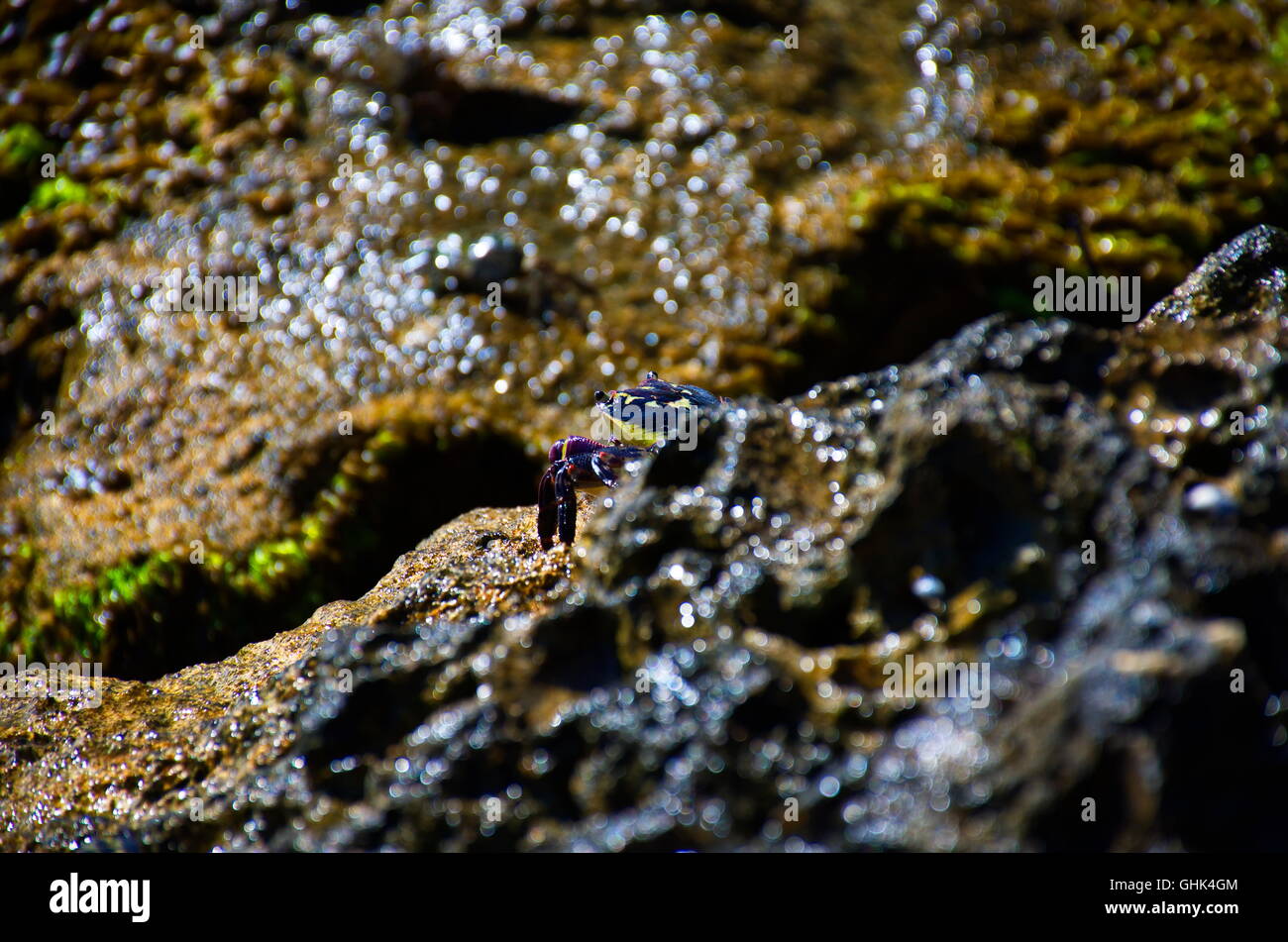 Crab hiding under rocks at the ocean Stock Photo - Alamy
