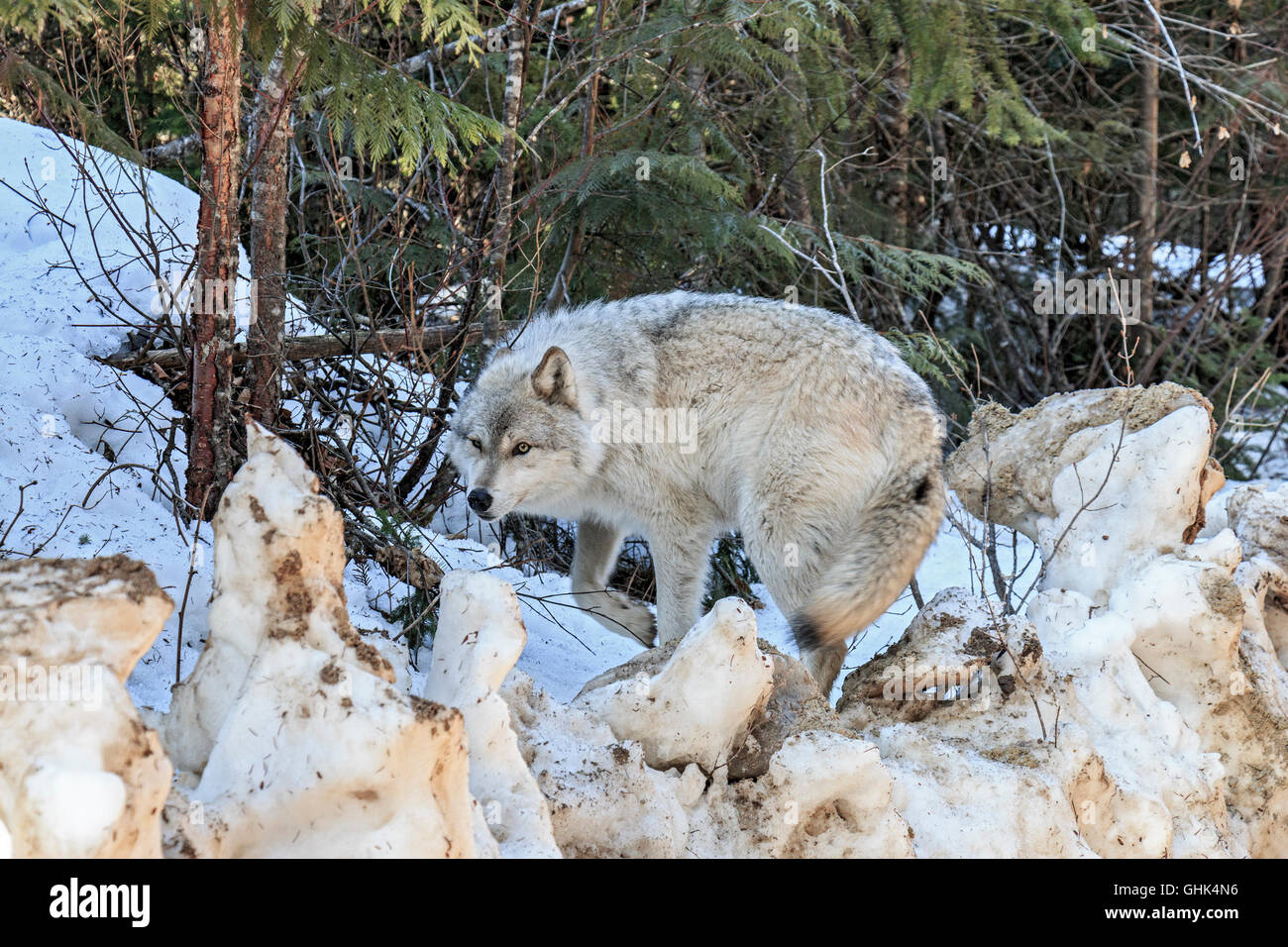 Wolves walk with visitors during a guided wolf walk in the forest and ...