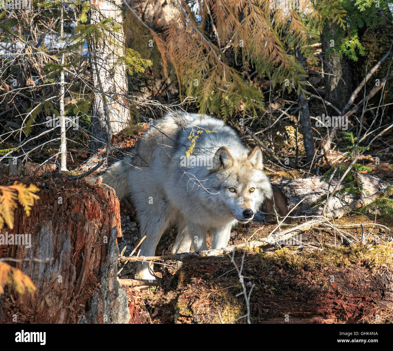 Wolves walk with visitors during a guided wolf walk in the forest and ...