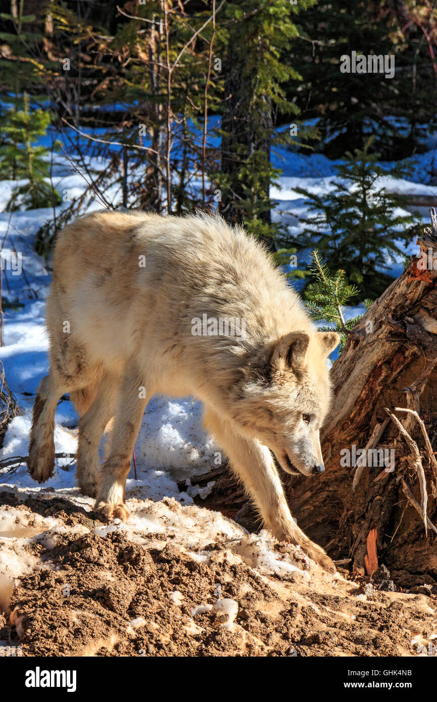 Wolves walk with visitors during a guided wolf walk in the forest and ...