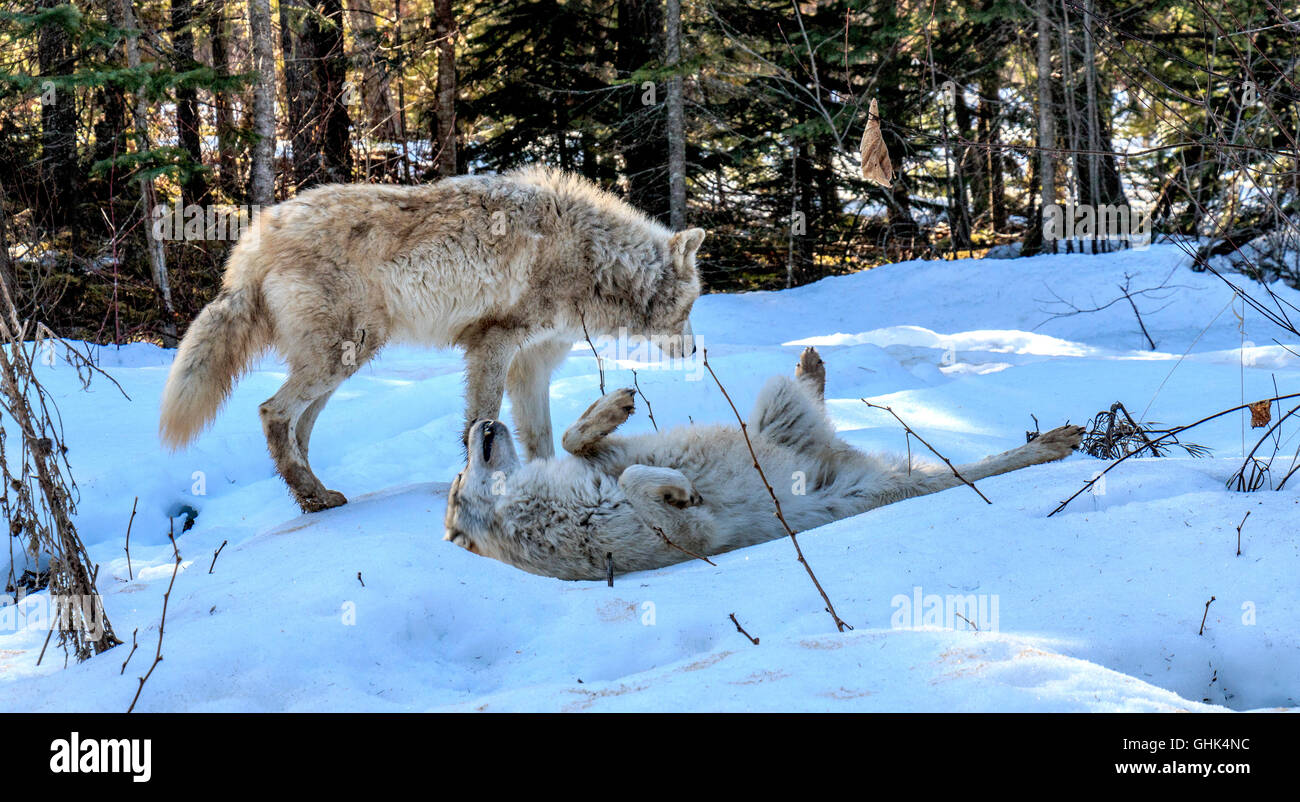 Wolf Playing In Snow