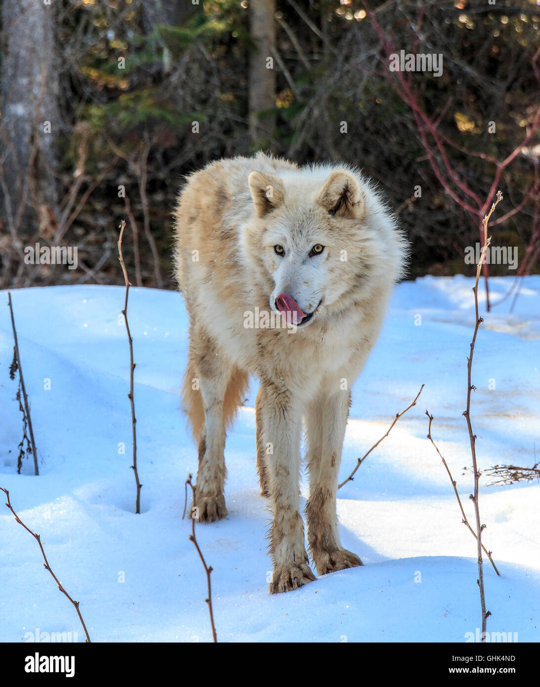 Wolves walk with visitors during a guided wolf walk in the forest and ...