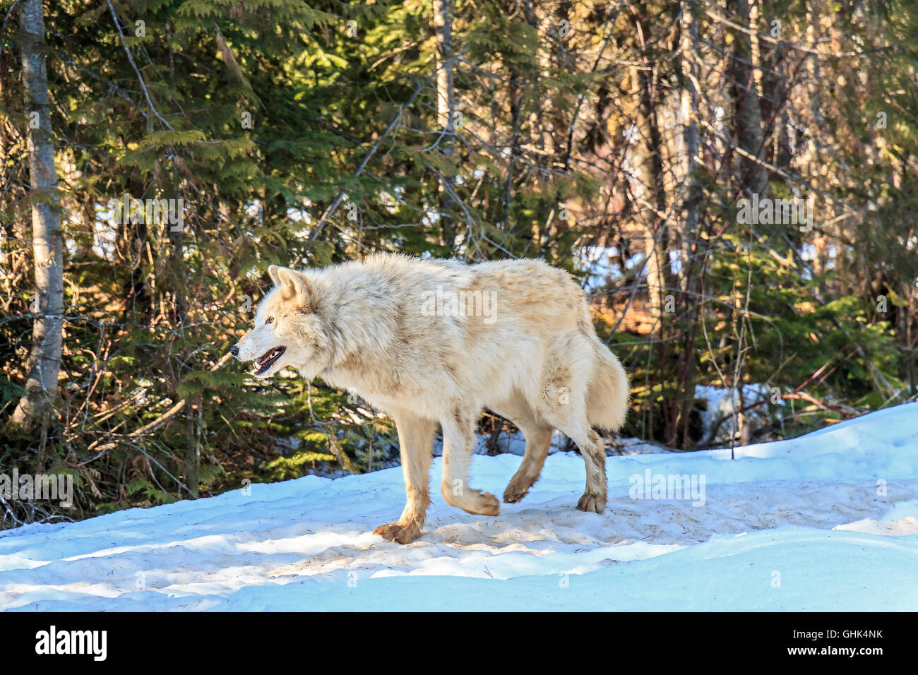 Wolf walk hi-res stock photography and images - Alamy
