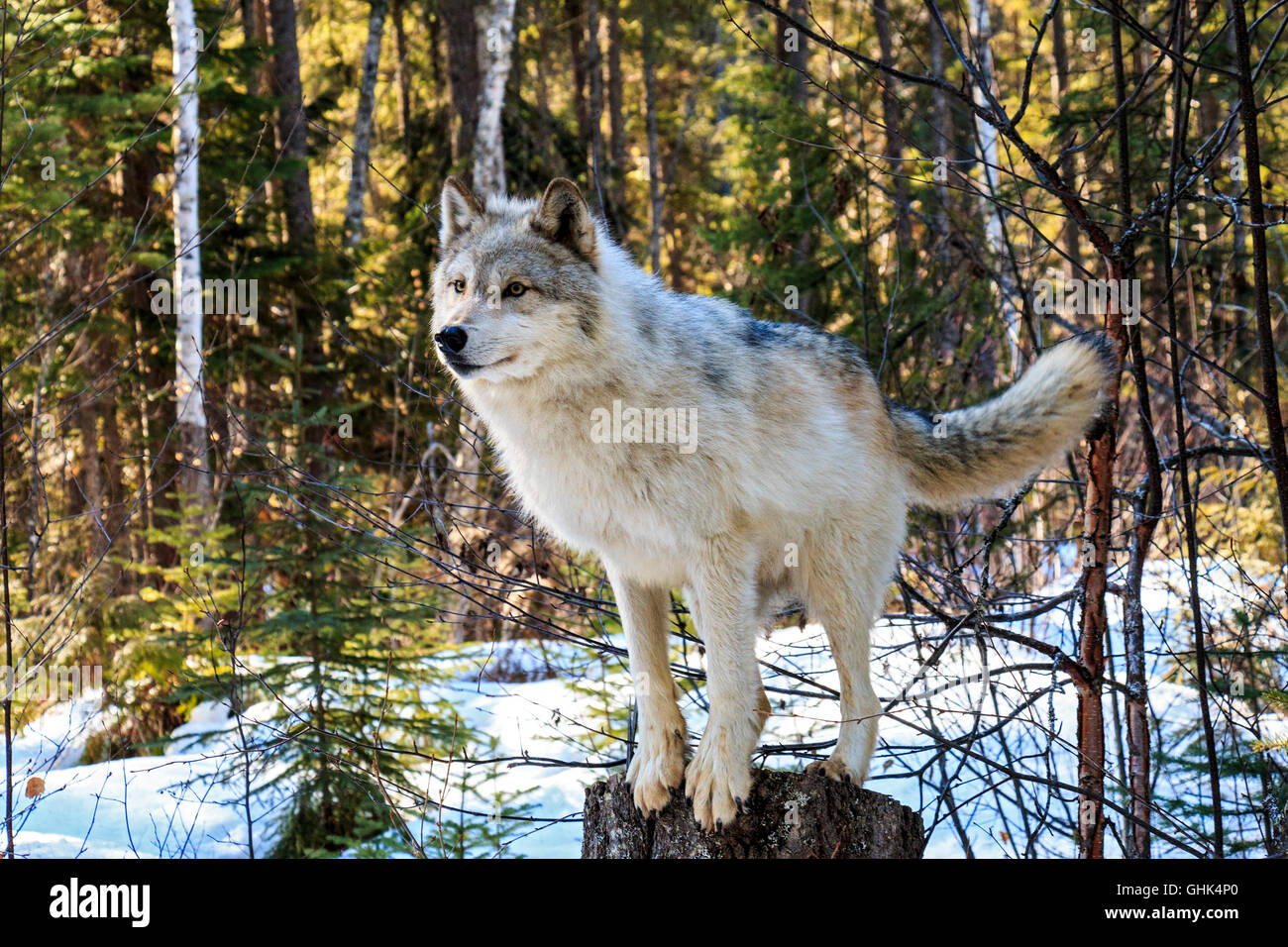 Wolves Snow High Resolution Stock Photography and Images - Alamy
