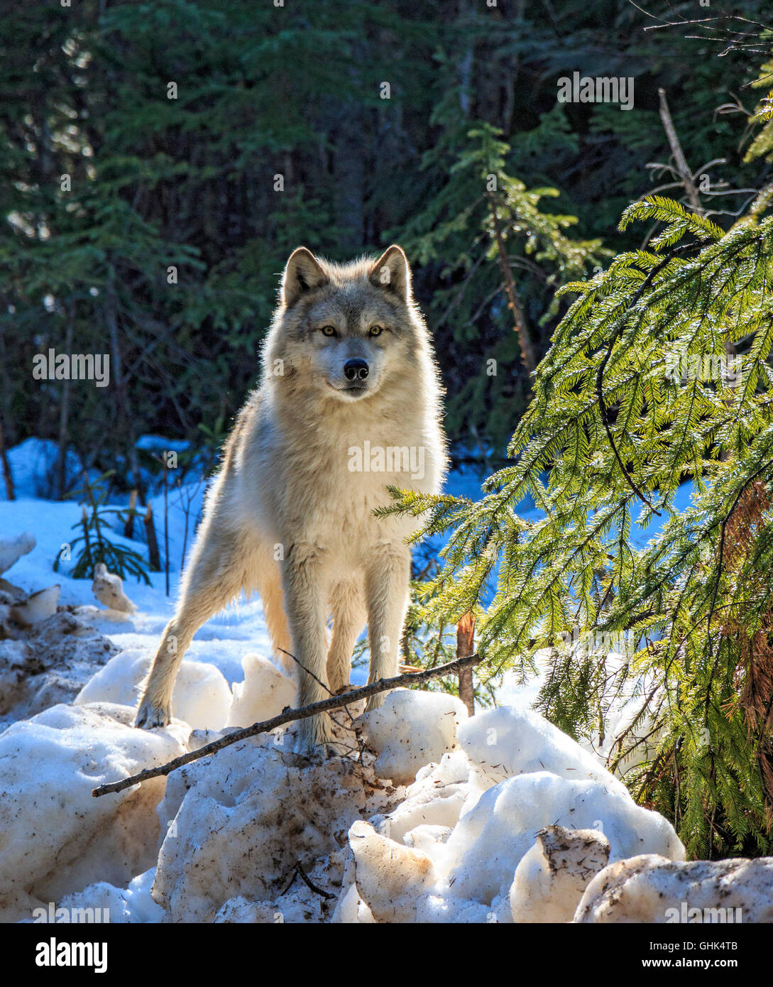 Wolves Snow High Resolution Stock Photography and Images - Alamy