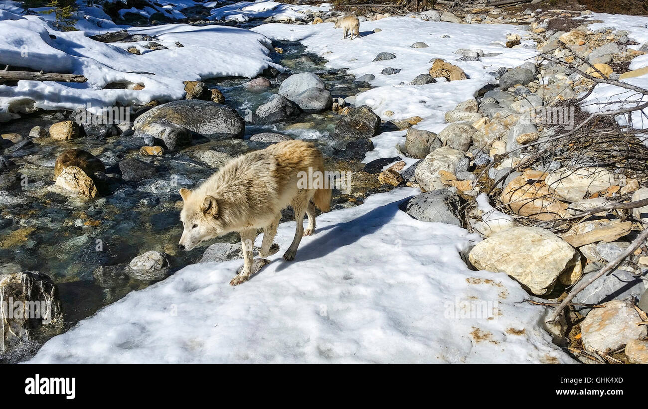 Wolves in a forest hi-res stock photography and images - Alamy