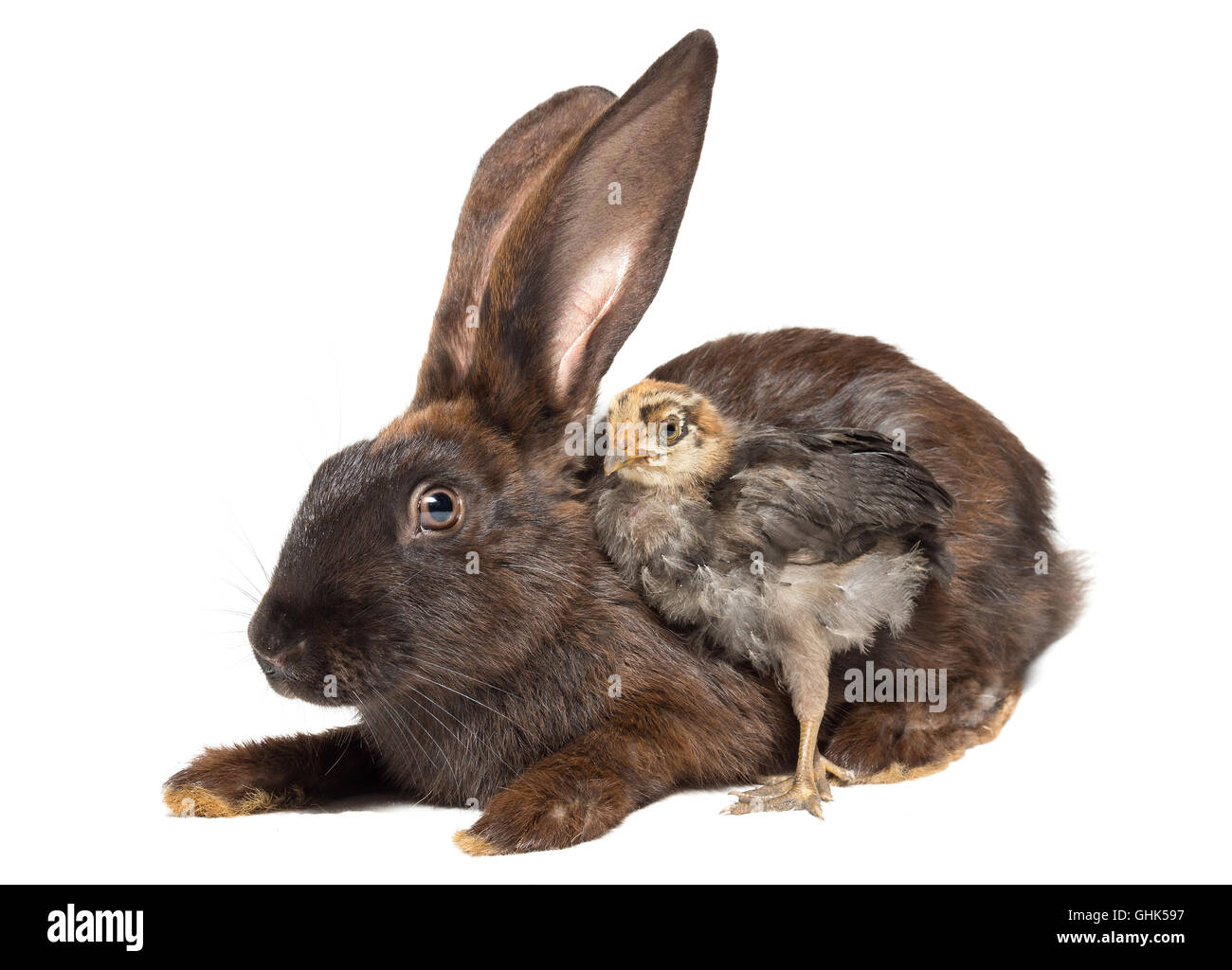 Domestic intimacy hi-res stock photography and images - Alamy