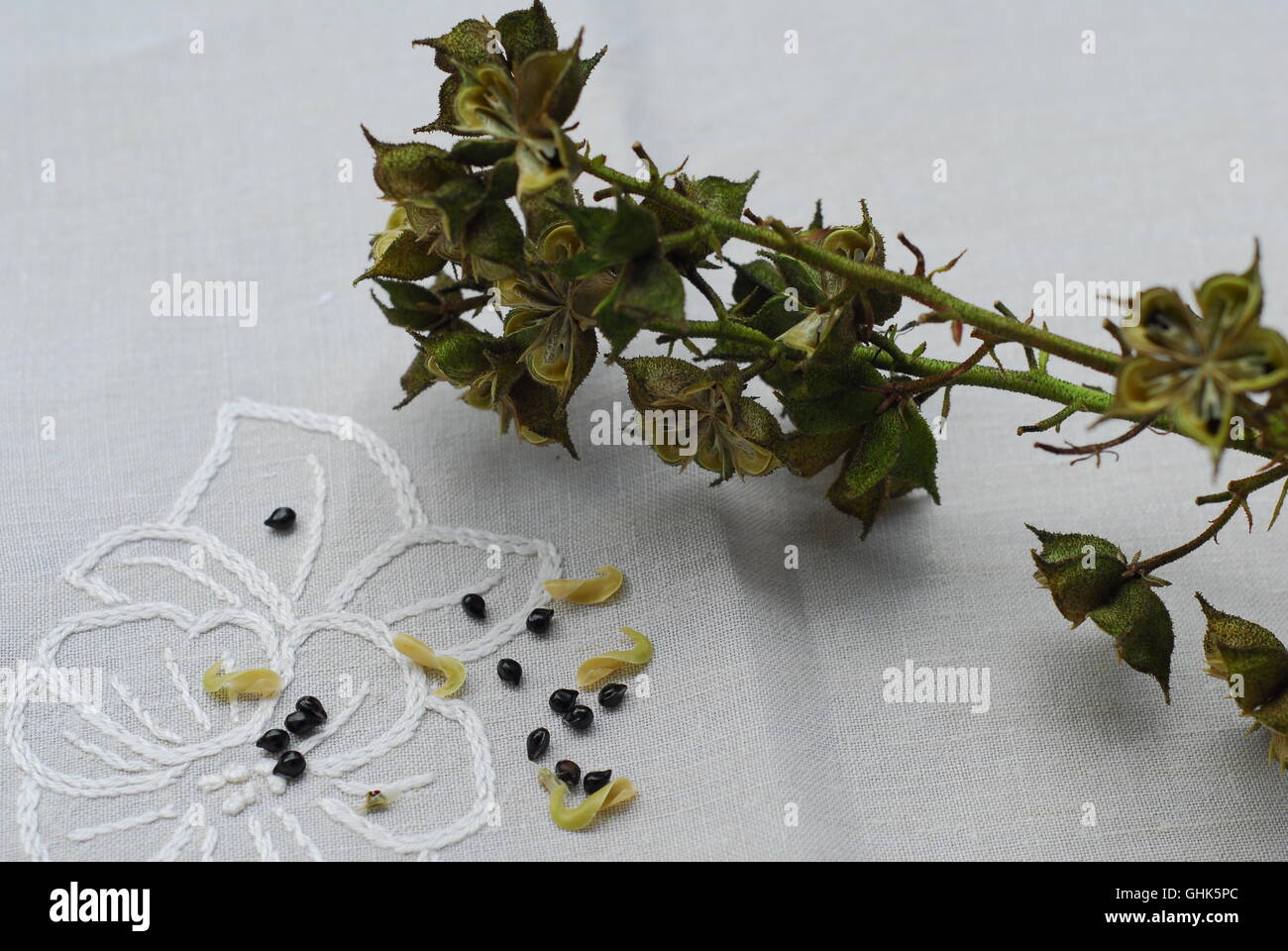 Burning bush Moses, seed, seed capsule, dictamnus albus Stock Photo - Alamy