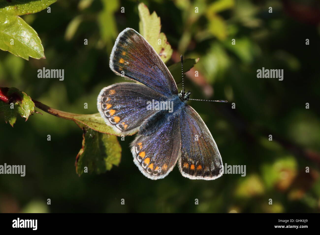 Female Common Blue Butterfly Stock Photo - Alamy