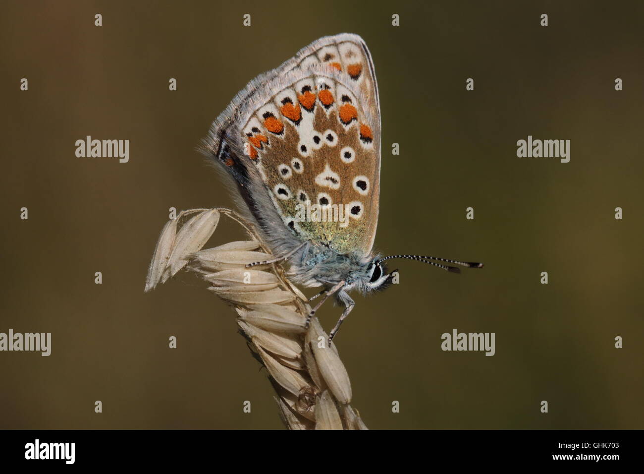 Female Common Blue Butterfly Stock Photo - Alamy