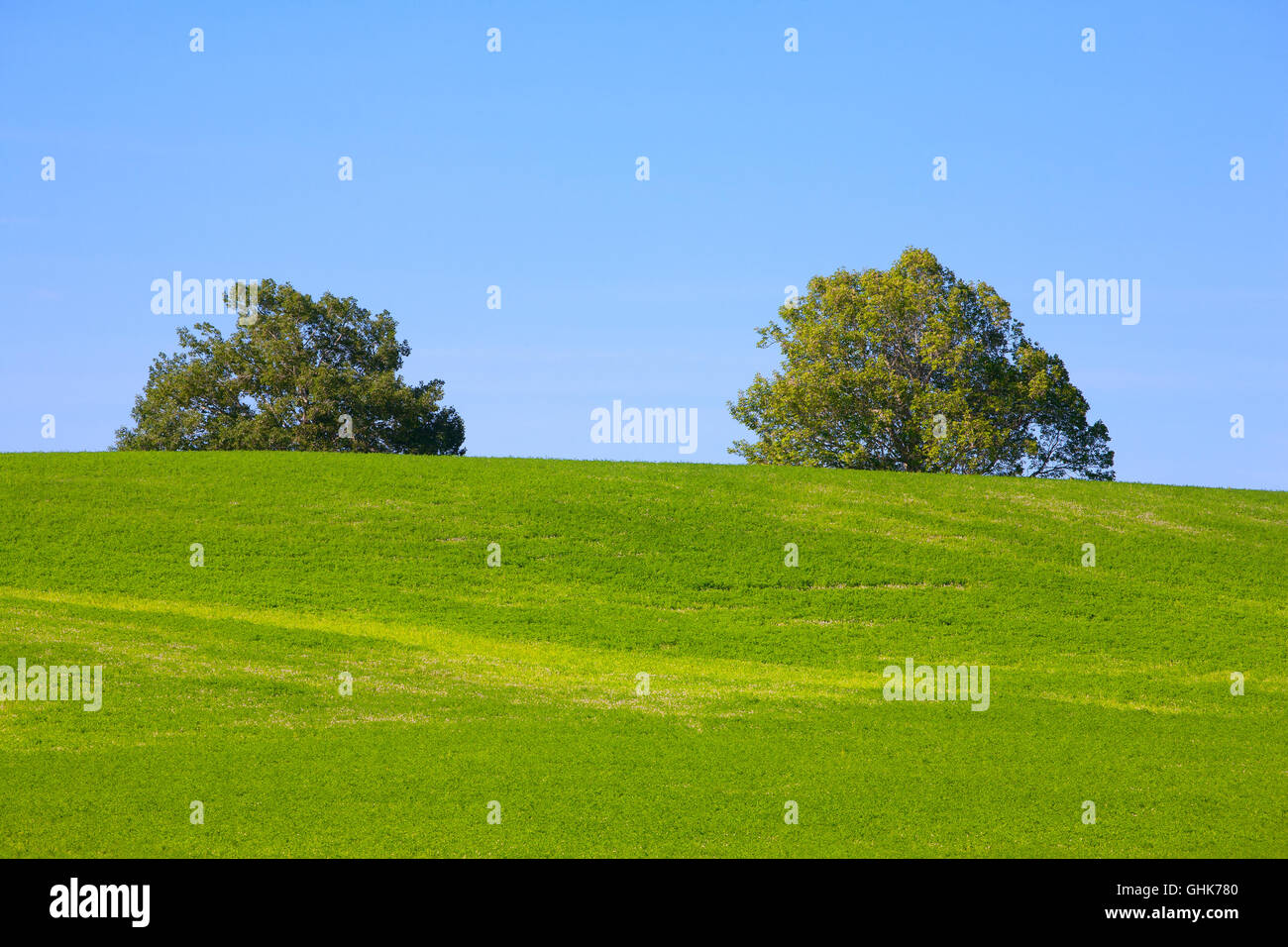 Two trees in field with blue sky Stock Photo - Alamy