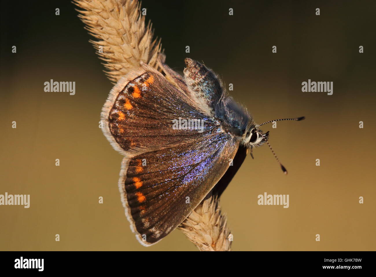 Female common blue butterfly hi-res stock photography and images - Alamy