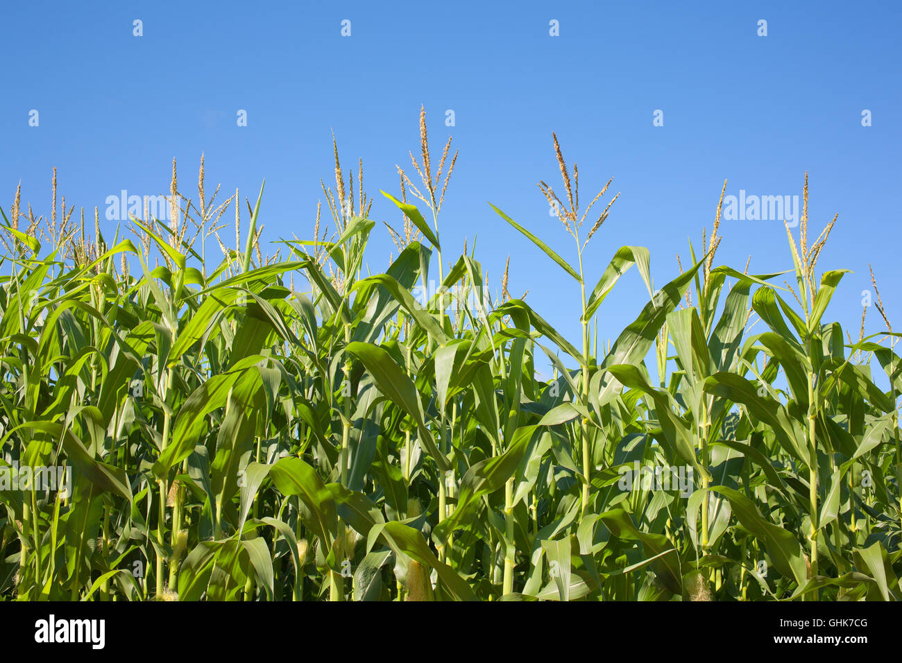Corn stalks and blue sky Stock Photo - Alamy
