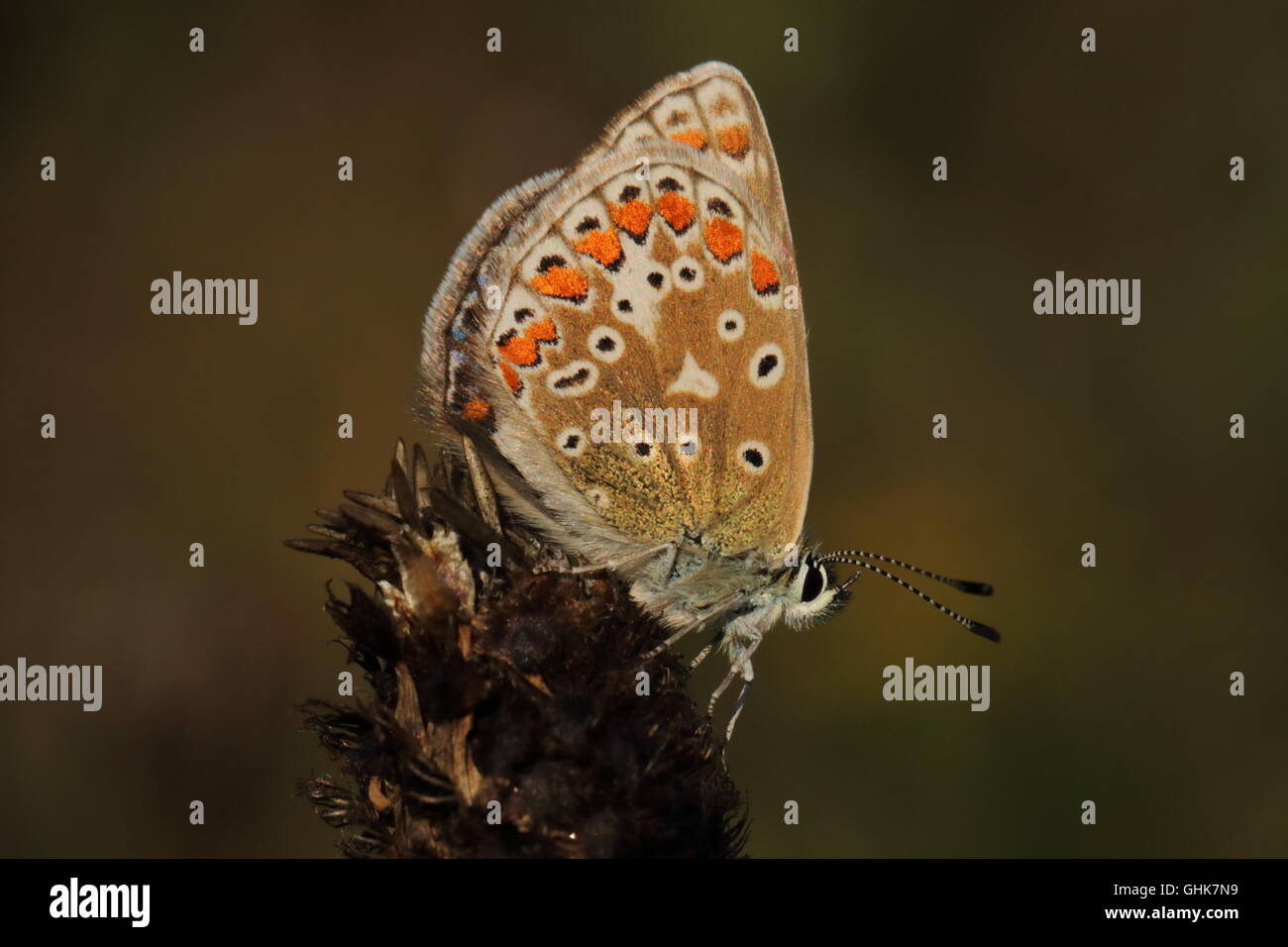Female Common Blue Butterfly Stock Photo - Alamy