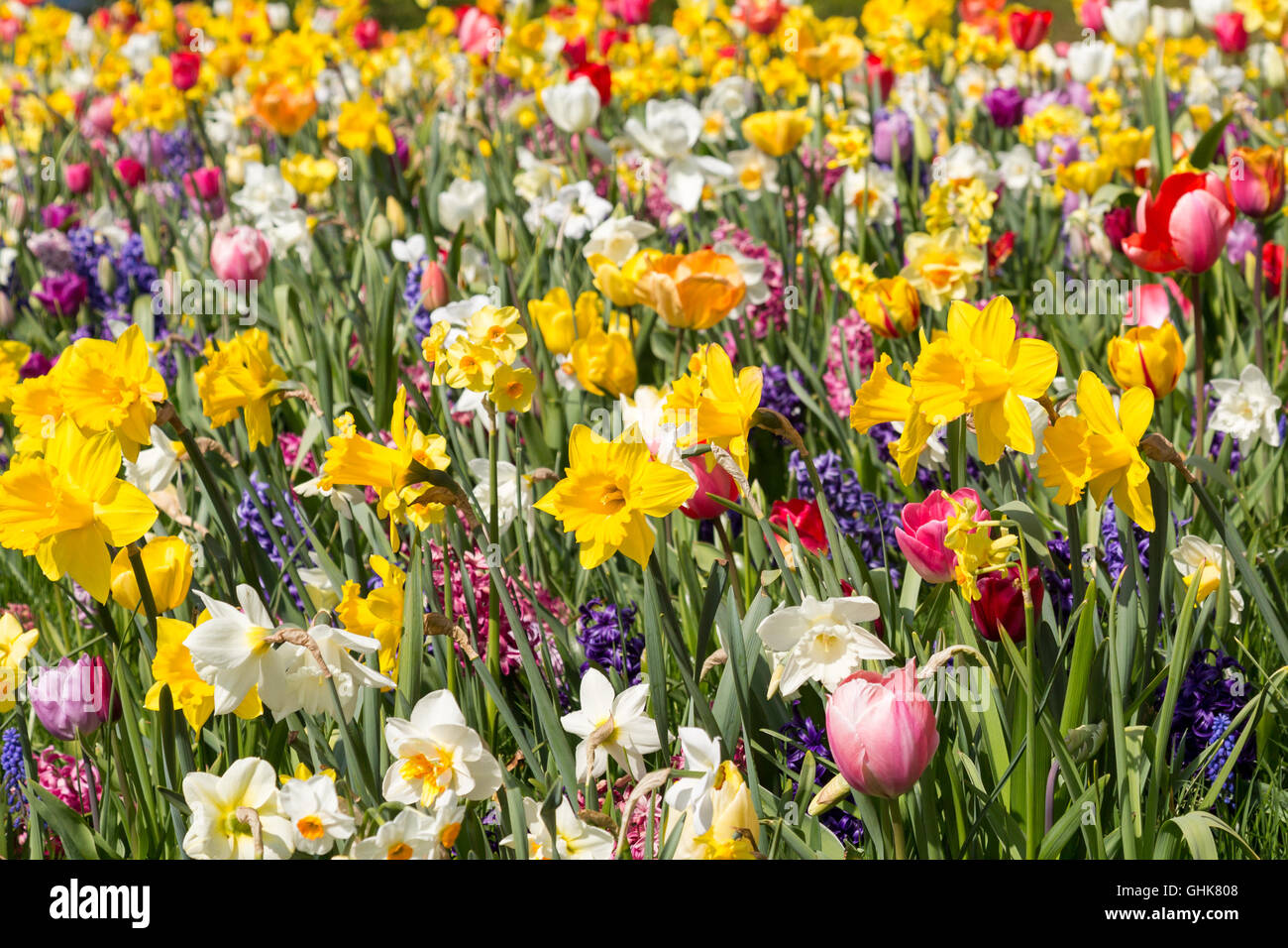Tulip daffodil hyacinth hi-res stock photography and images - Alamy